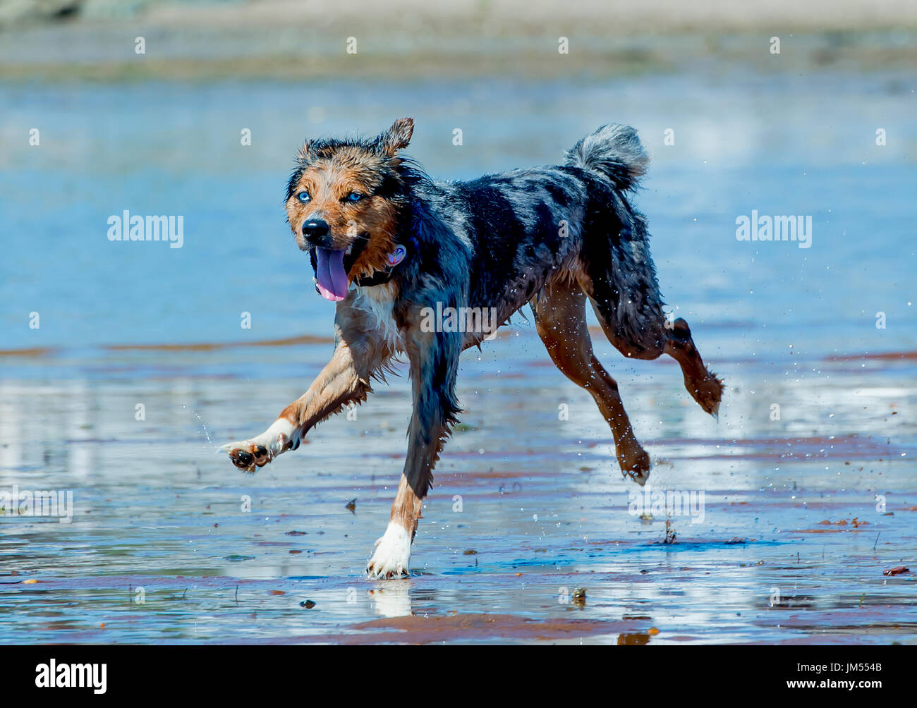 gorgeous tri color merle blue eyed Australian Shepherd running and ...