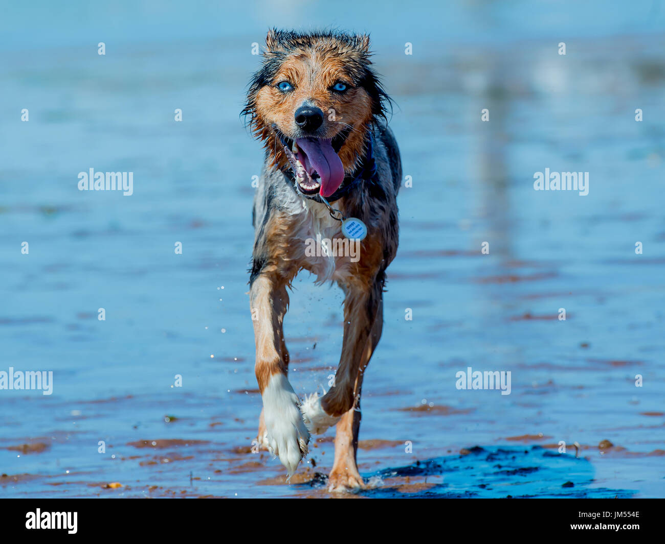 gorgeous tri color merle blue eyed Australian Shepherd running and ...
