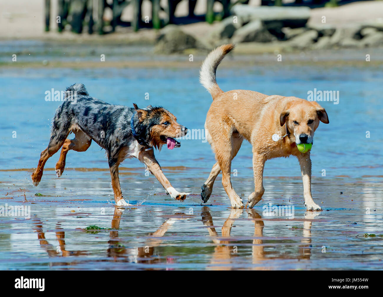 Happy dogs playing and running on the beach in shallow water on sunny ...