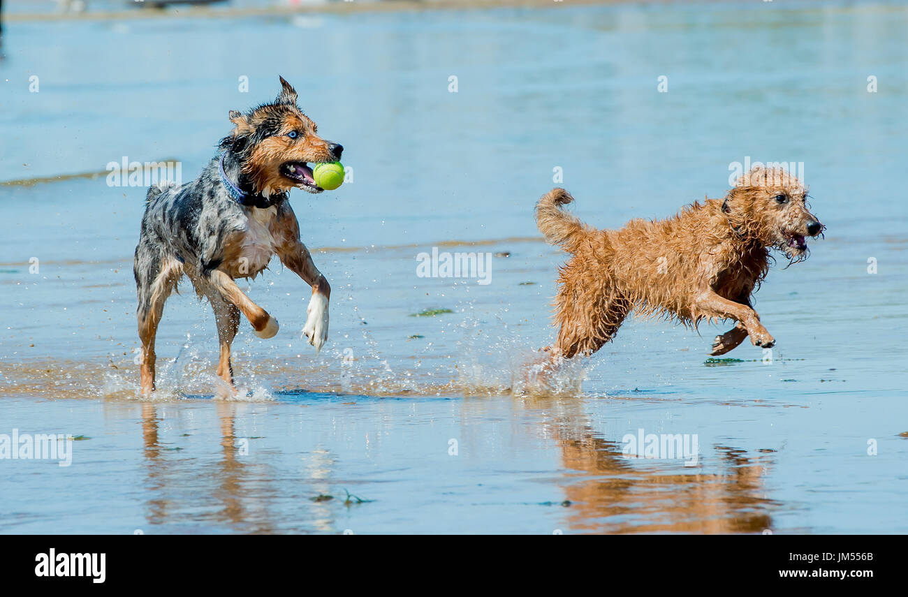 Happy dogs playing and running on the beach in shallow water on sunny ...