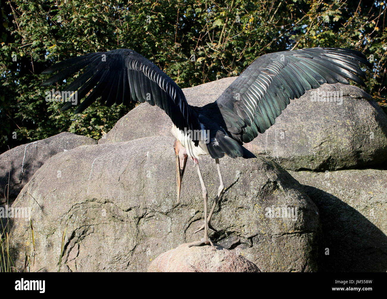 African Marabou Stork (Leptoptilos crumeniferus) touching down, showing ...