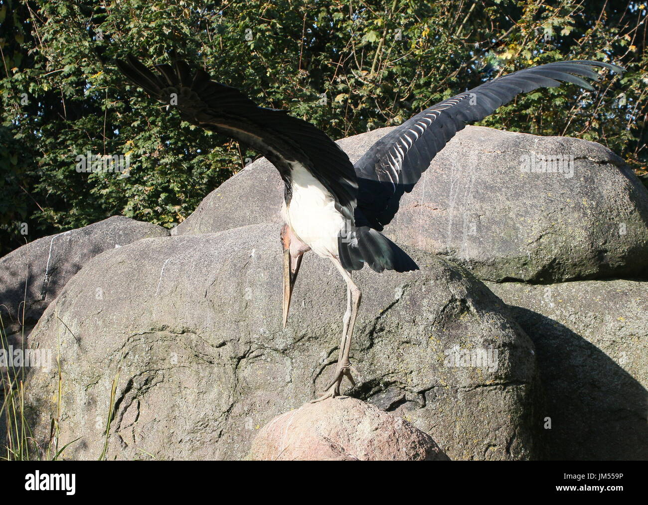 African Marabou Stork (Leptoptilos crumeniferus) touching down, showing ...