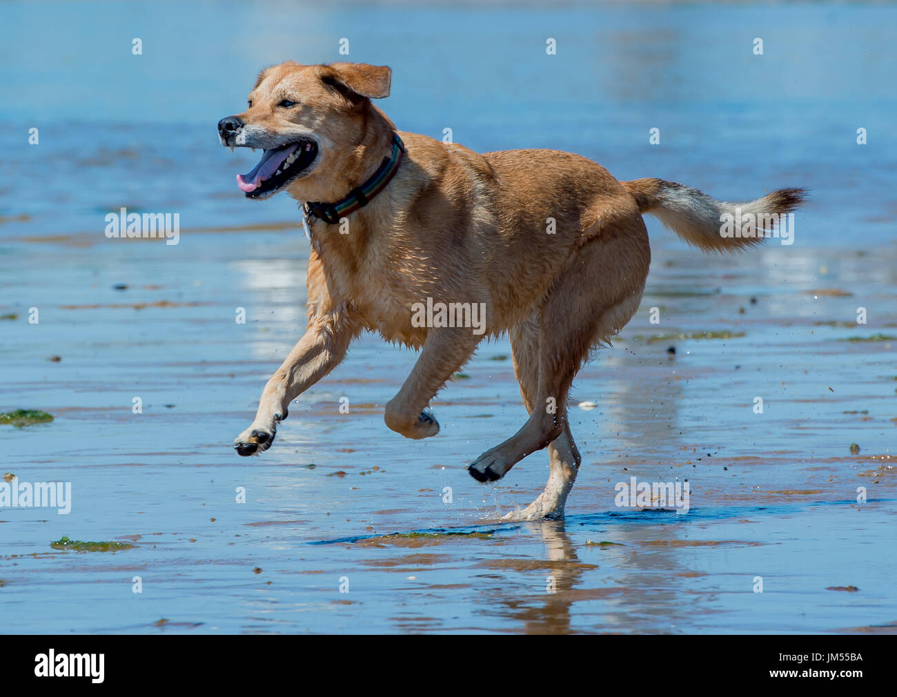 Handsome brown lab mix medium sized dog running, playing in shallow ...