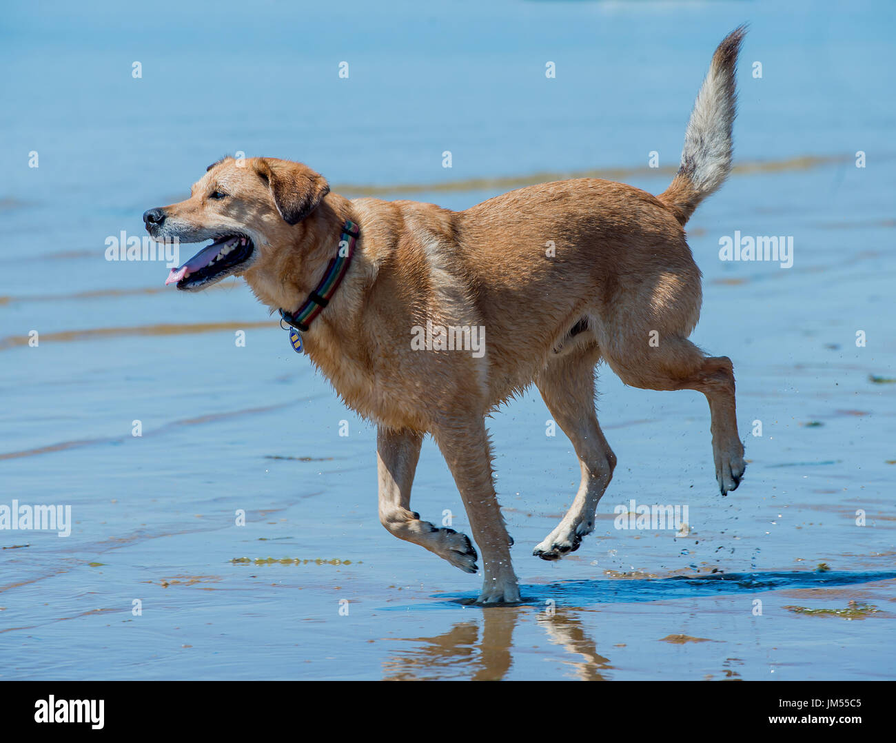 Medium Sized Lab Dogs