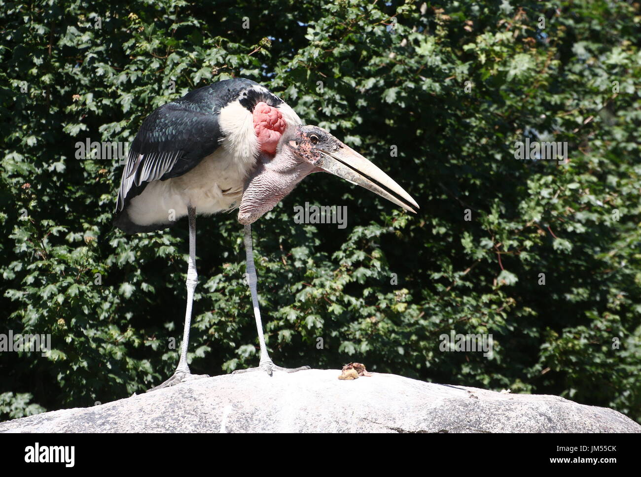 Close-up of a scavenging African Marabou Stork (Leptoptilos ...