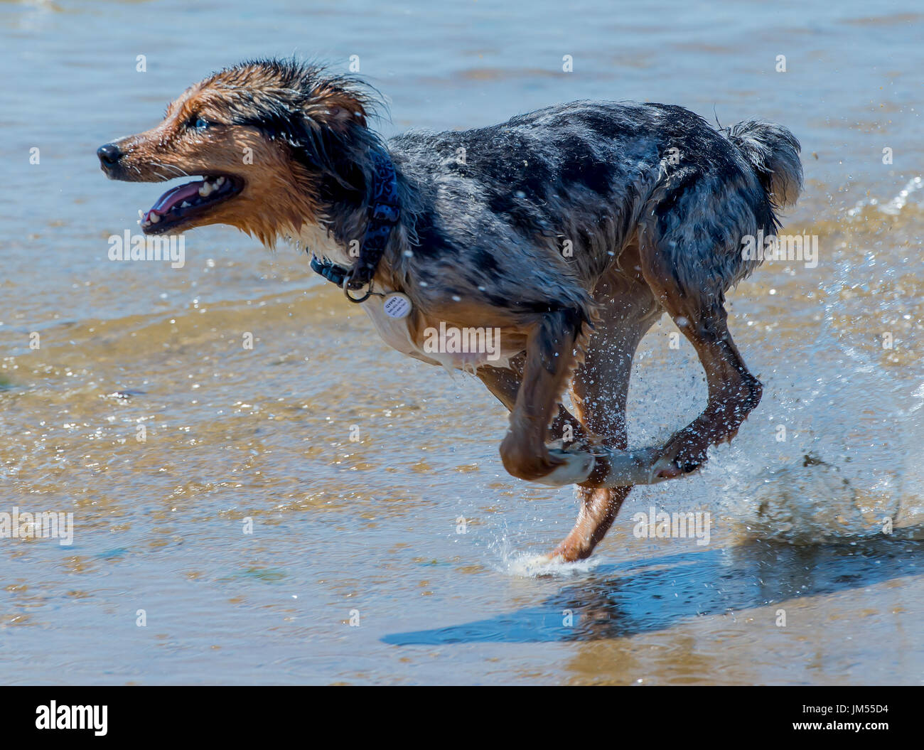 Stunning blue eyed Australian Shepherd dog running through shallow ...