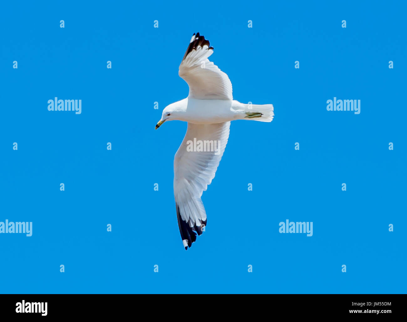 Bird with wings outstretched hi-res stock photography and images - Alamy
