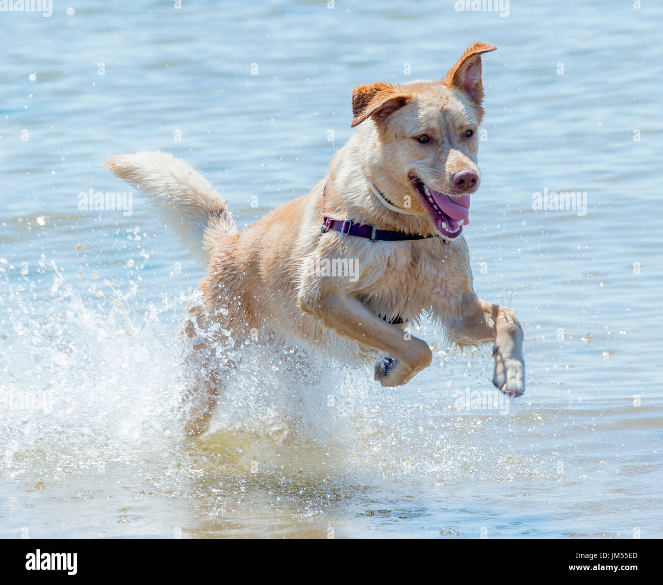 Happy yellow dog hi-res stock photography and images - Alamy