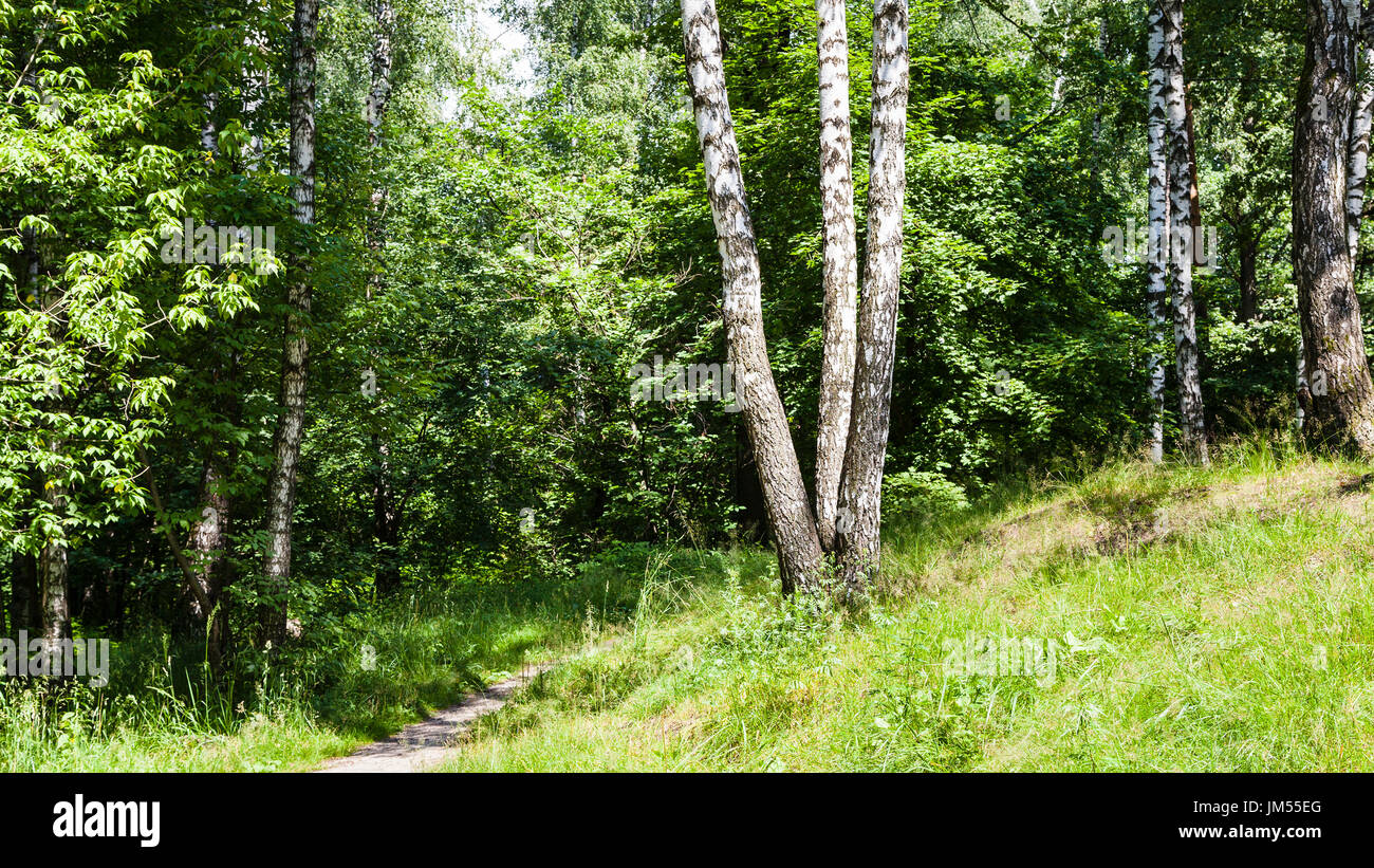 birch trees near path in Timiryzevsky park in Moscow city in sunny ...