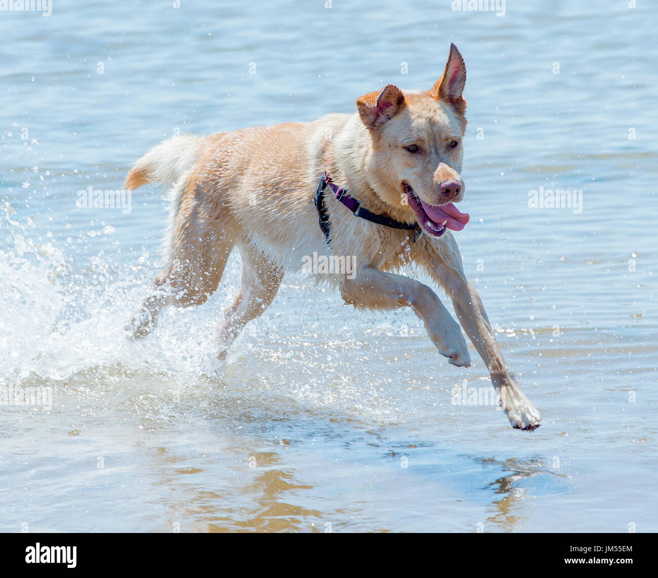 Happy yellow dog hi-res stock photography and images - Alamy