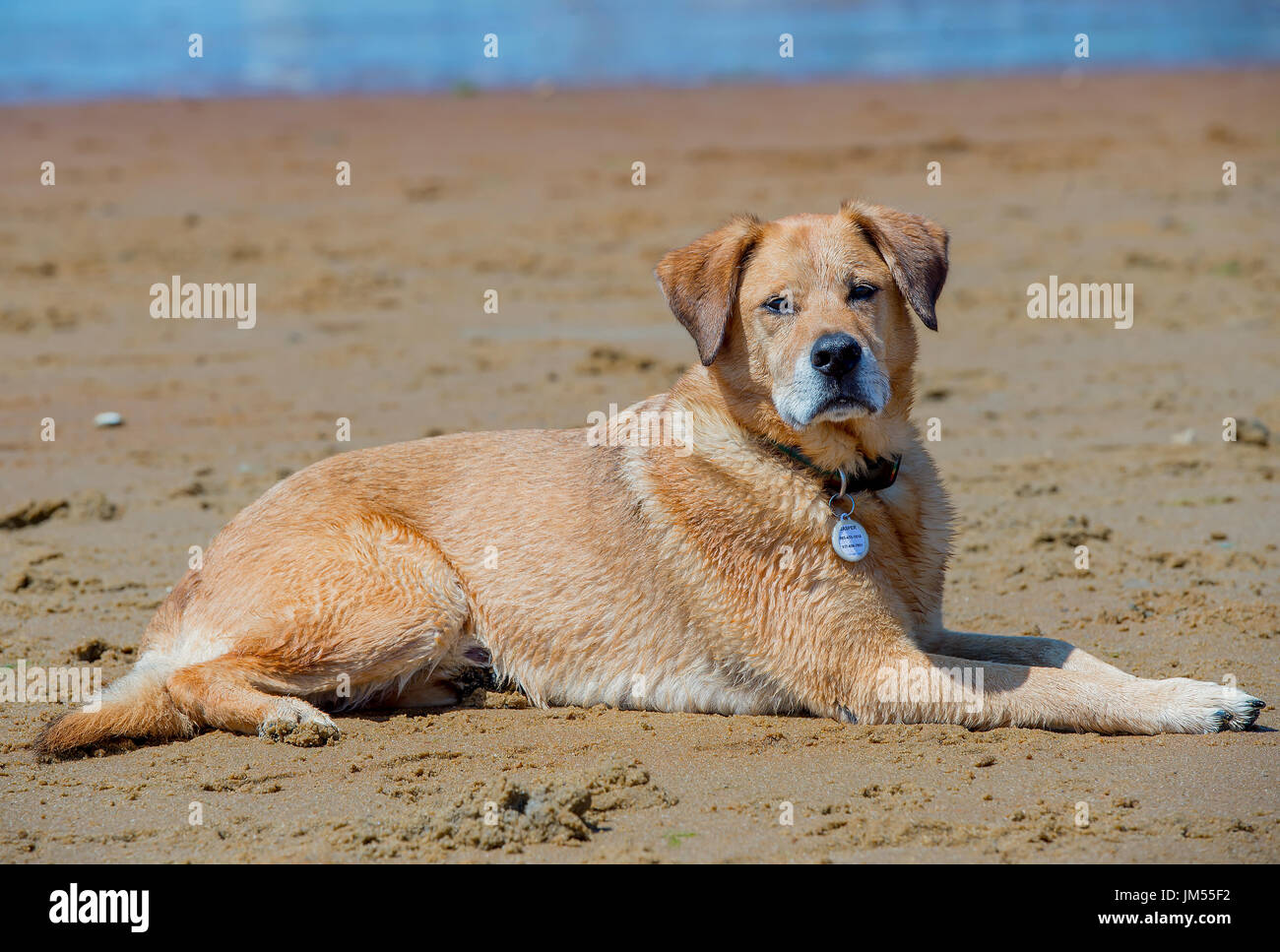 Handsome brown shelter lab mix dog lying on the beach in the sun Stock ...