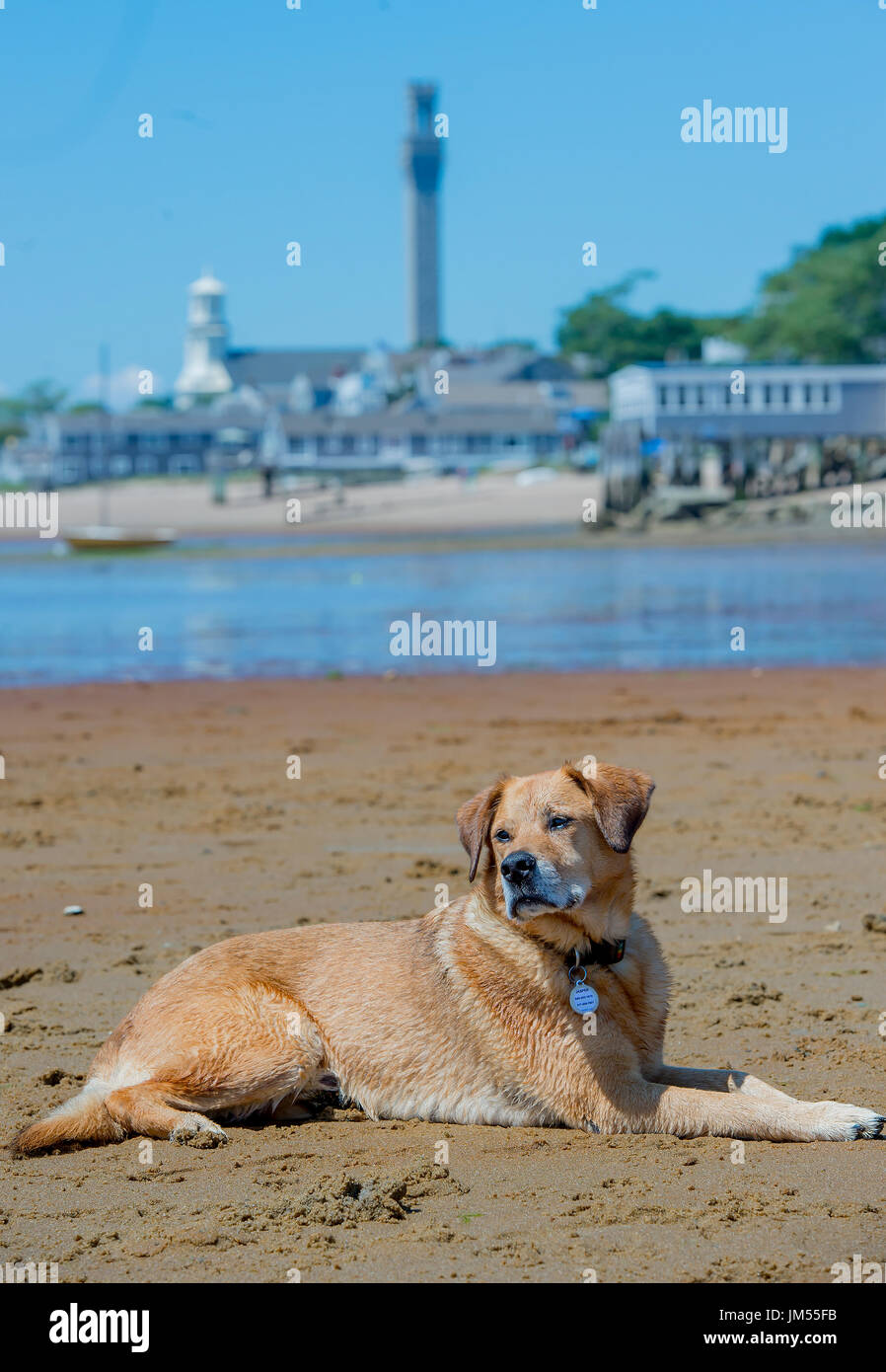Beautiful lab mixed breed dog lying in the sun on the sandy beach in ...