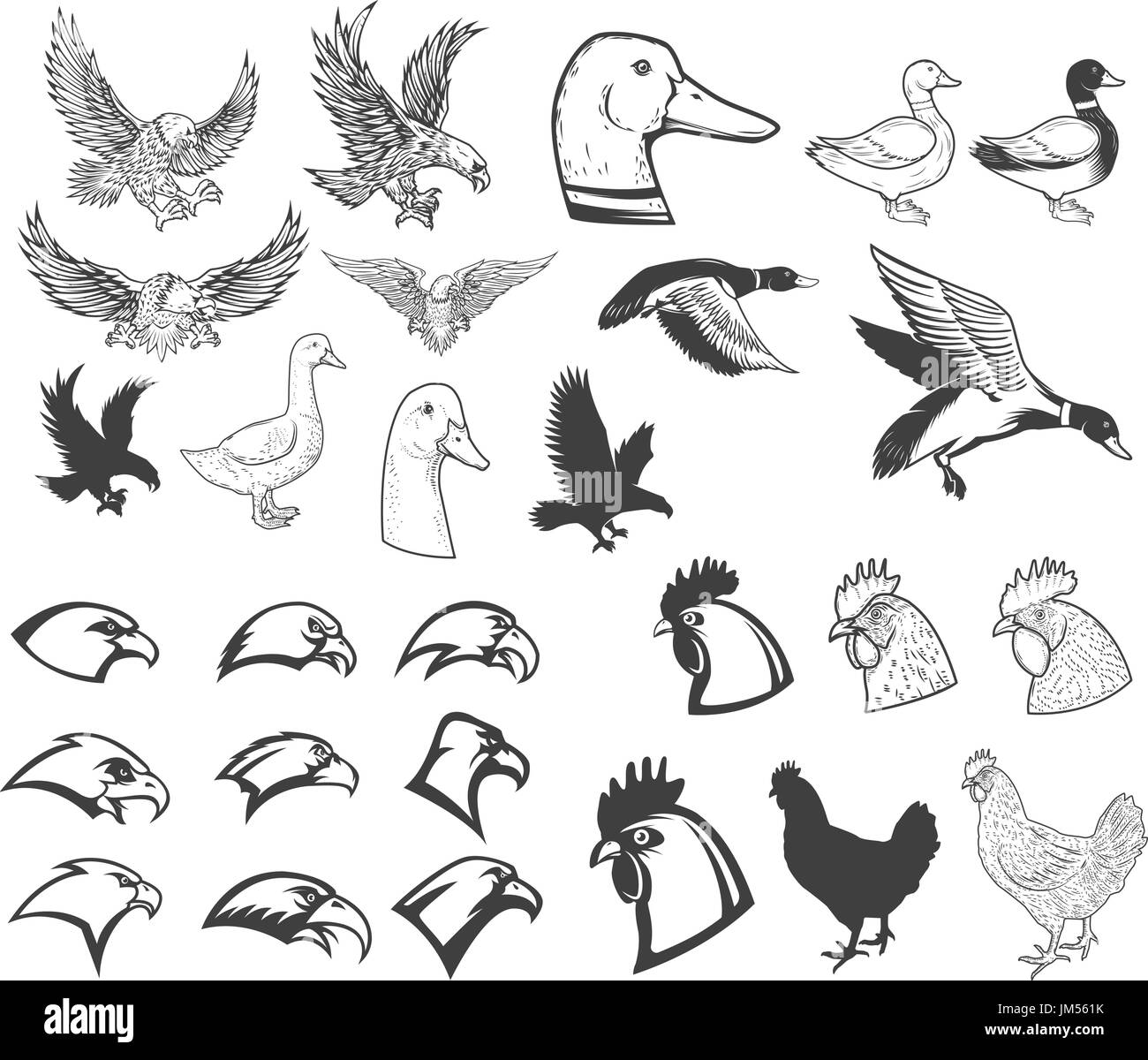 Waterfowl illustrations hi-res stock photography and images - Alamy