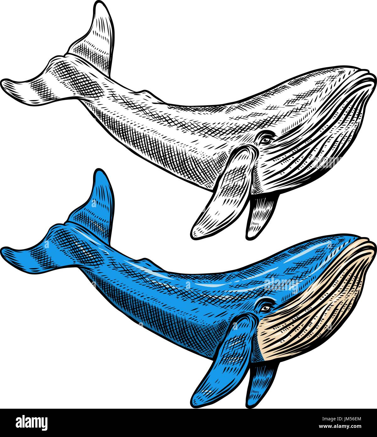 Illustration of the whale isolated on white background. Swimming blue ...