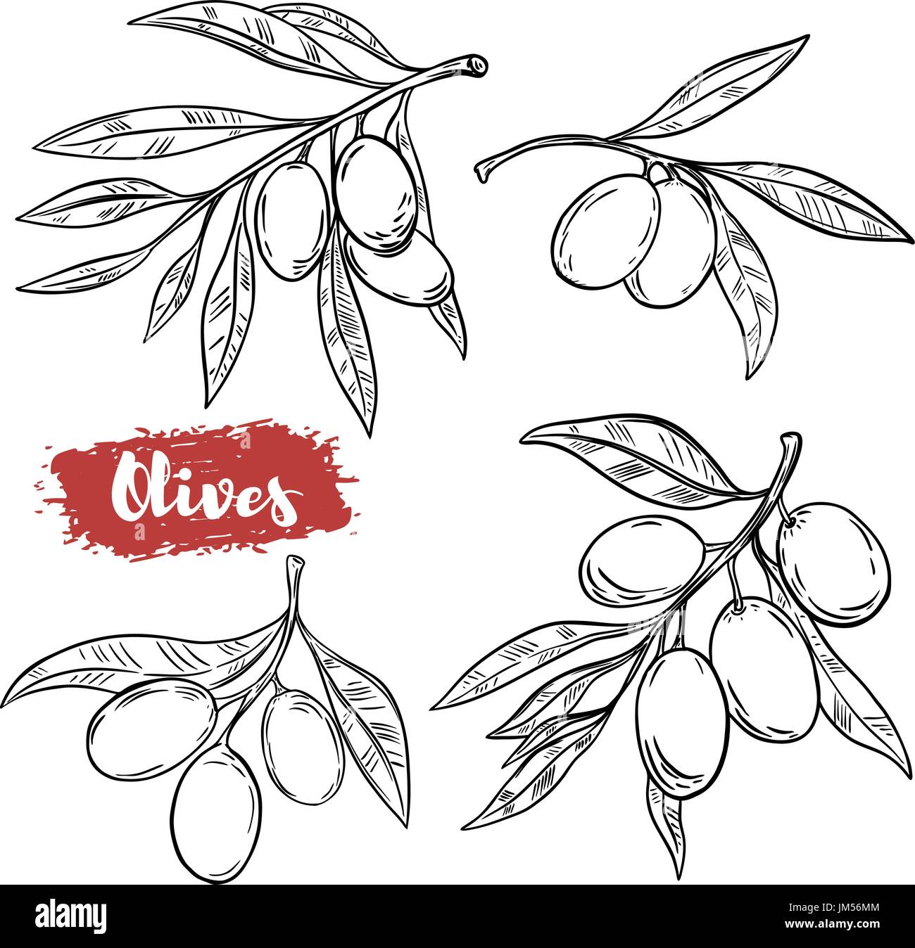 Set of hand drawn olive illustrations isolated on white background ...