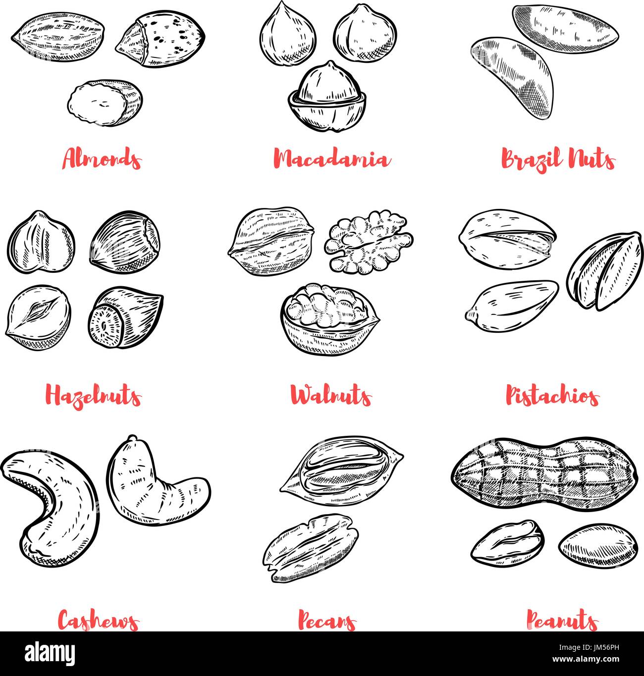 Cashew image Stock Vector Images - Alamy