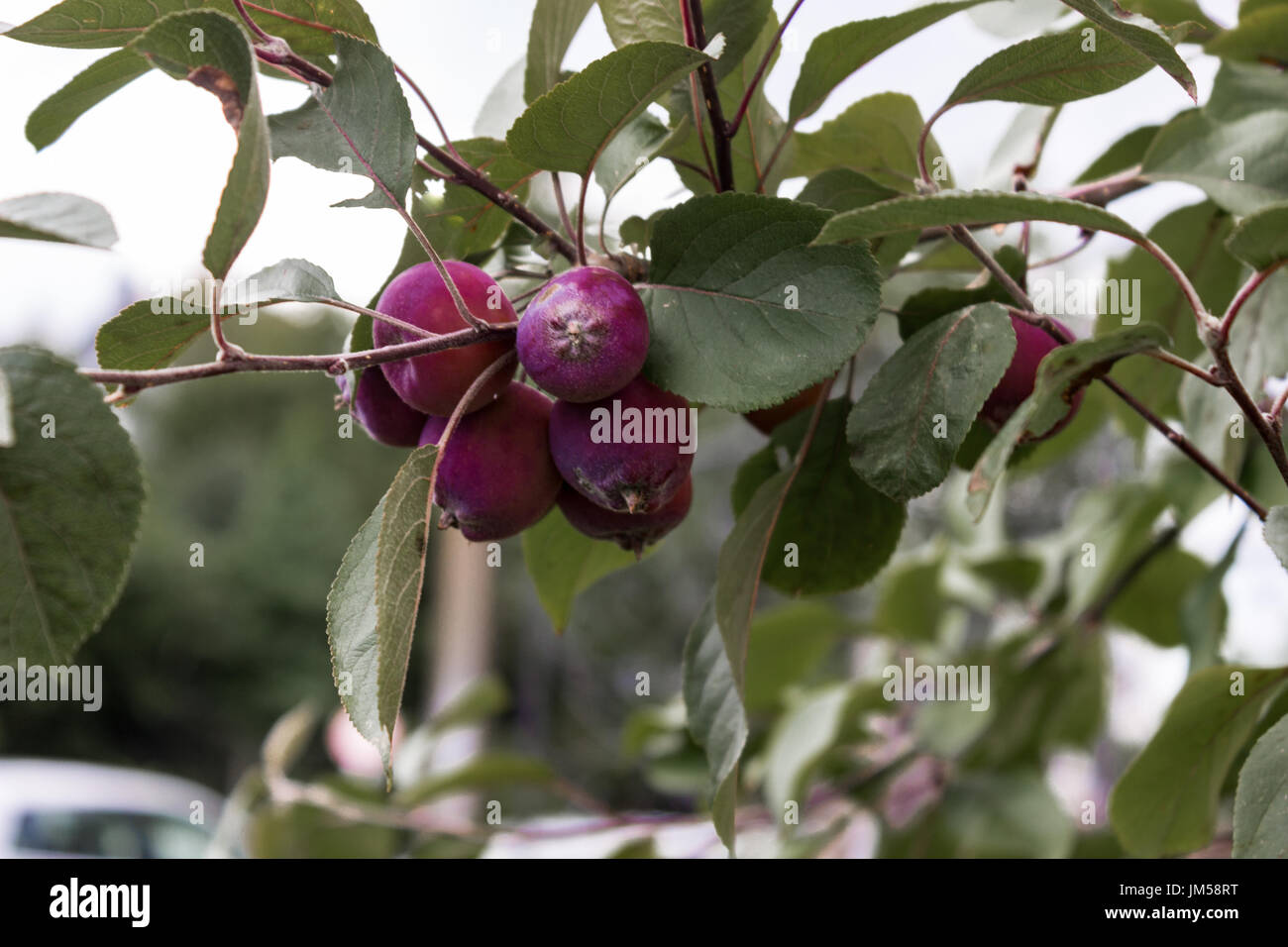 Tree freshness hi-res stock photography and images - Alamy