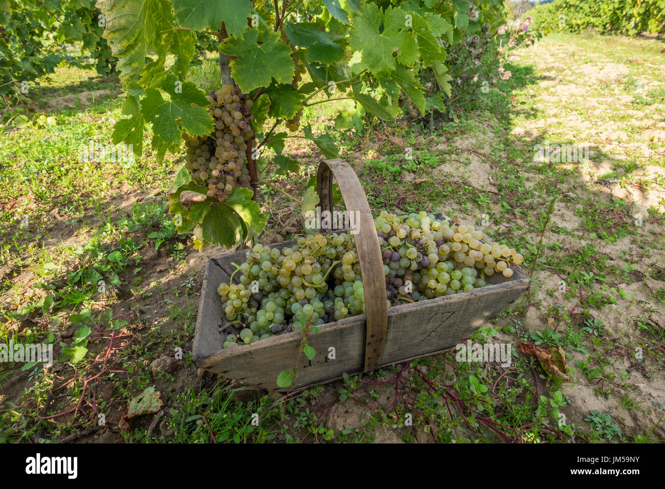 Harvesting grapes the traditional way in France Stock Photo - Alamy