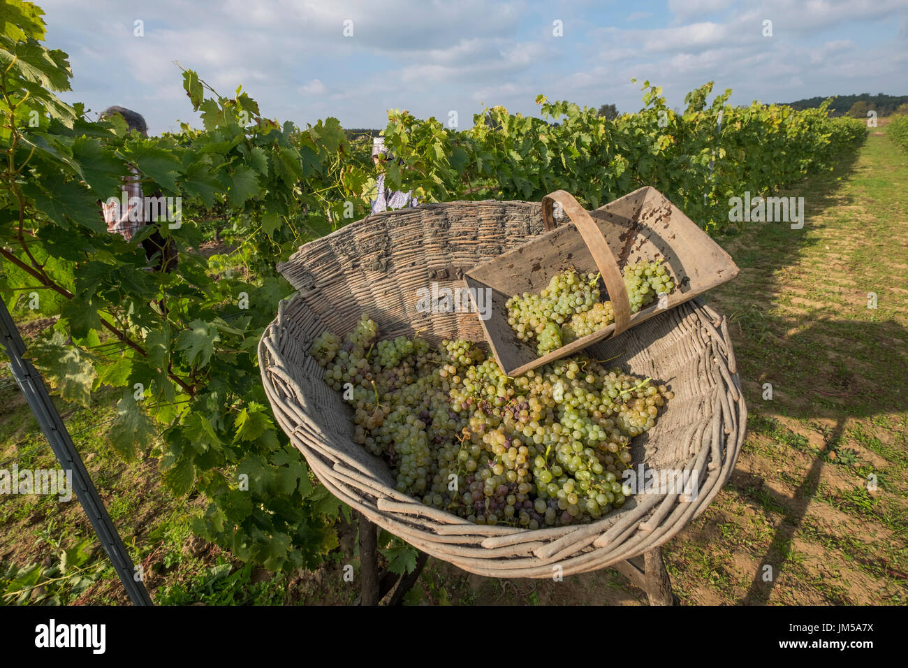 Harvesting grapes the traditional way in France Stock Photo - Alamy