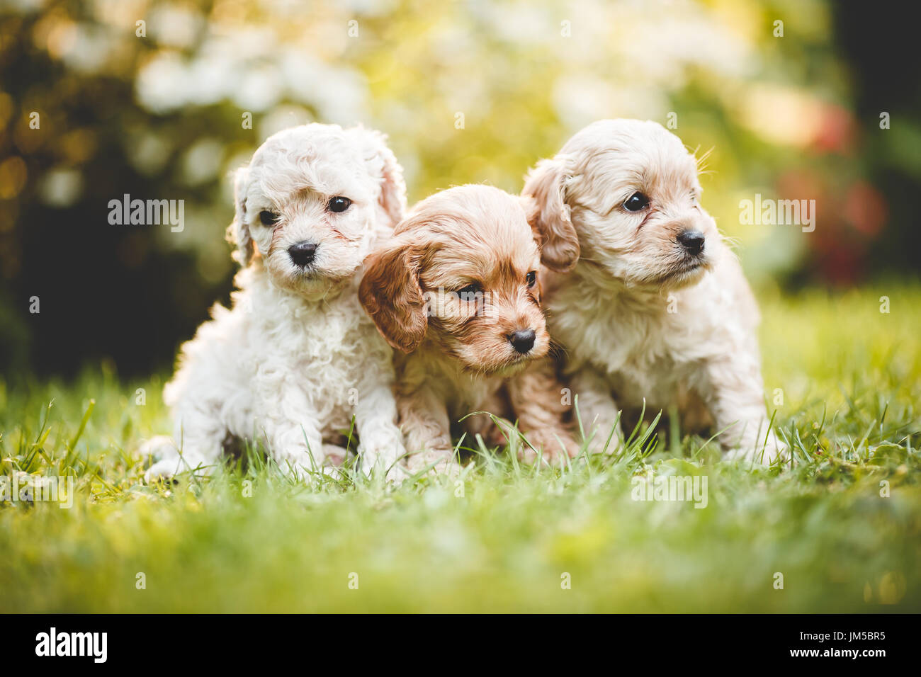 3 cute puppies Stock Photo - Alamy