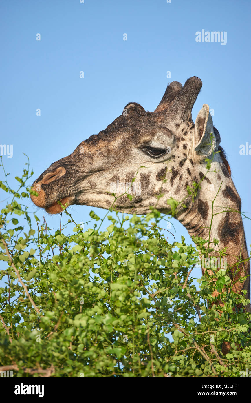 Giraffe eating leaves from tree hi-res stock photography and images - Alamy