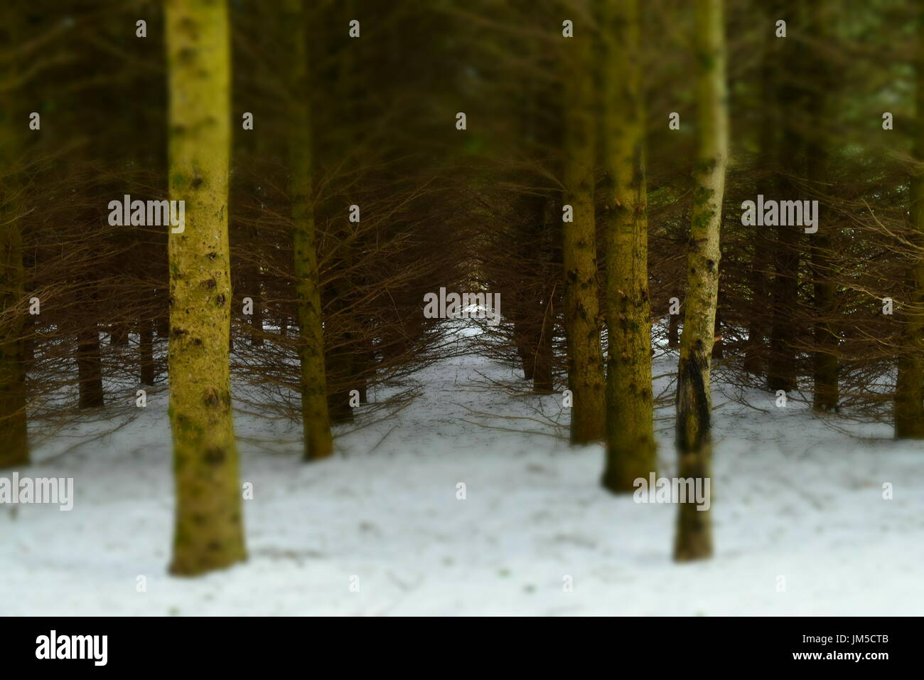 Dark, Snowy Woods Stock Photo - Alamy