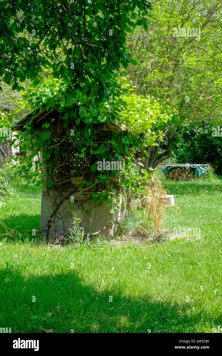 traditional well covered in greenery in a village house garden szatta ...