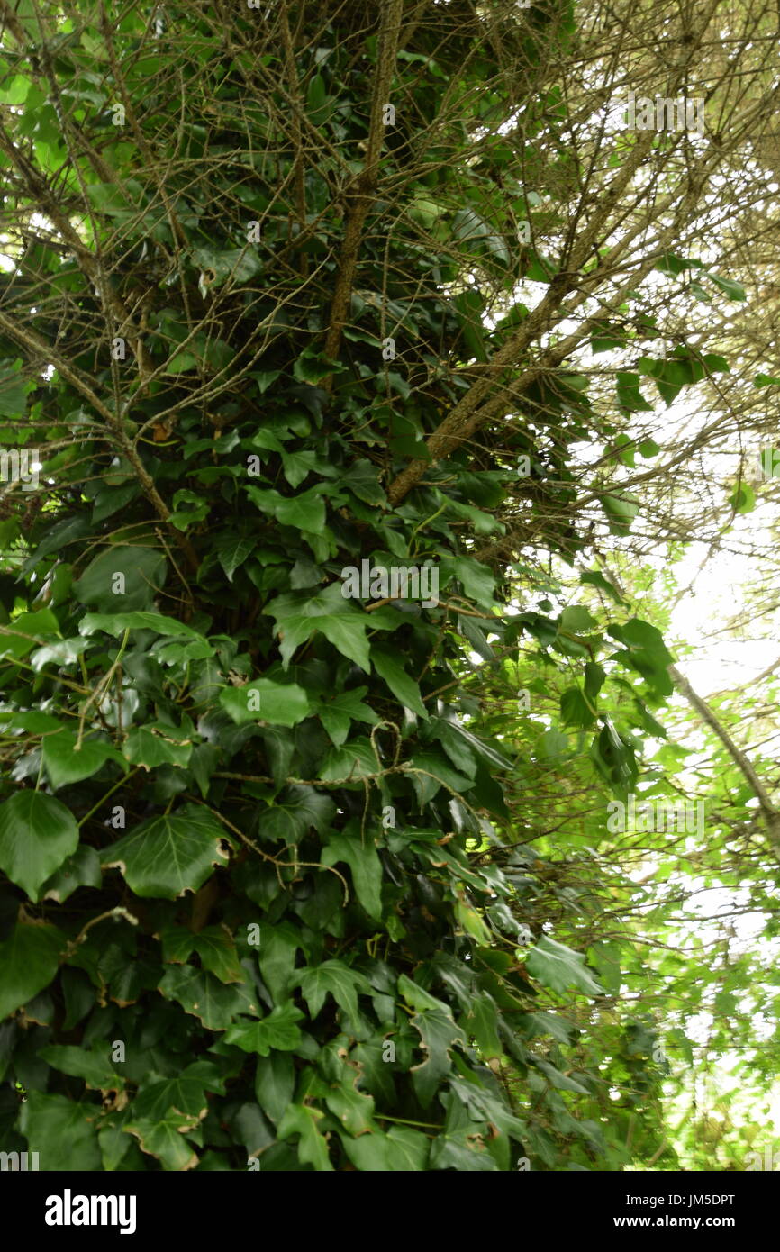 Irish tree ivy hi-res stock photography and images - Alamy