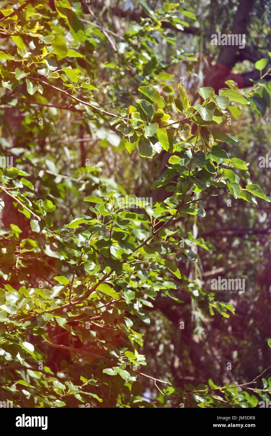 Trees in the Sunlight Stock Photo - Alamy