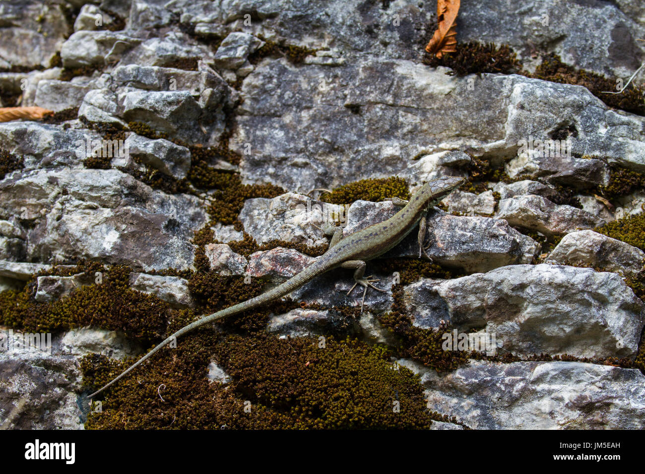 Herptiles italy hi-res stock photography and images - Alamy