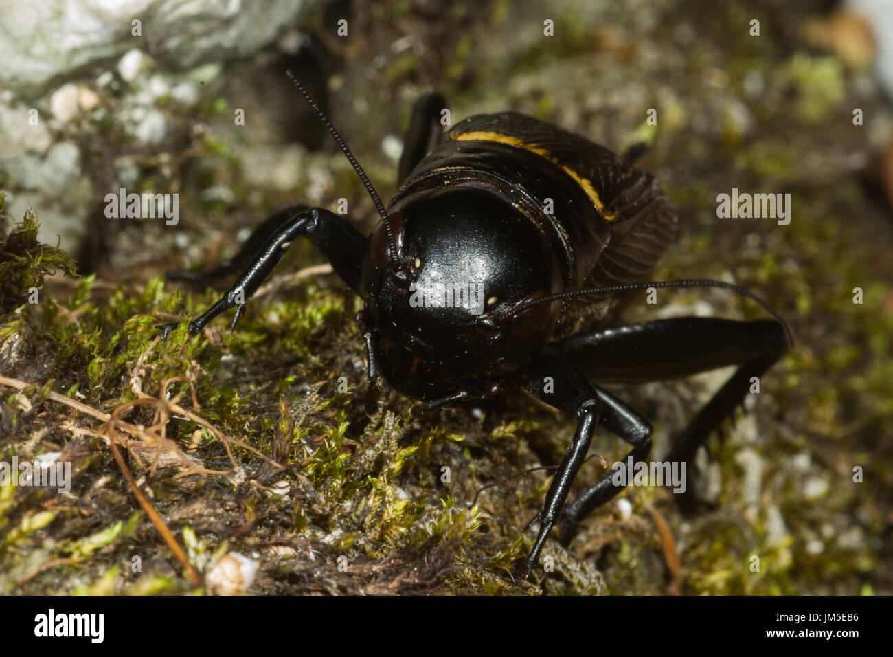 Italian cricket hi-res stock photography and images - Alamy