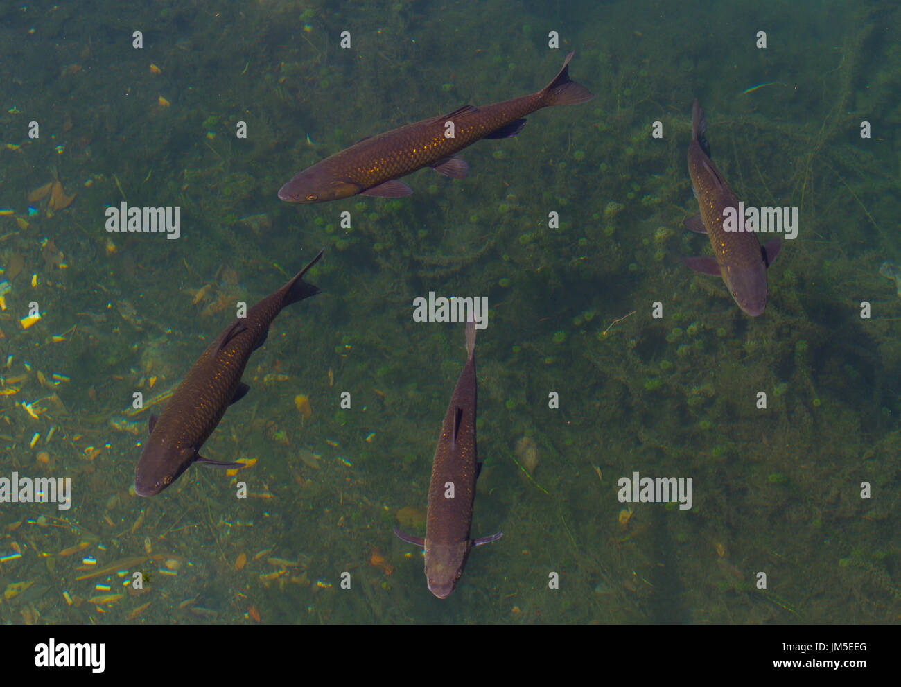 Fishes lake garda hi-res stock photography and images - Alamy
