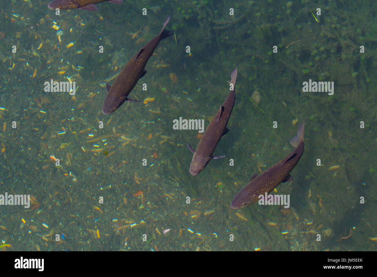 Large freshwater fish italy hi-res stock photography and images - Alamy