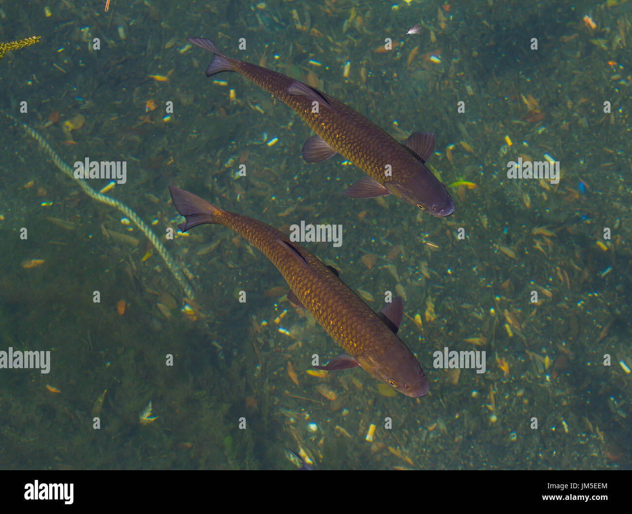 Fish lake garda hi-res stock photography and images - Alamy