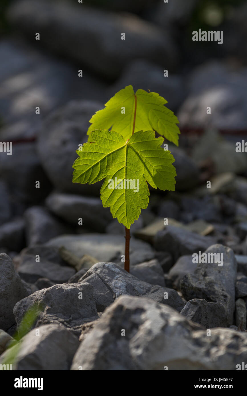 Sapling hi-res stock photography and images - Alamy