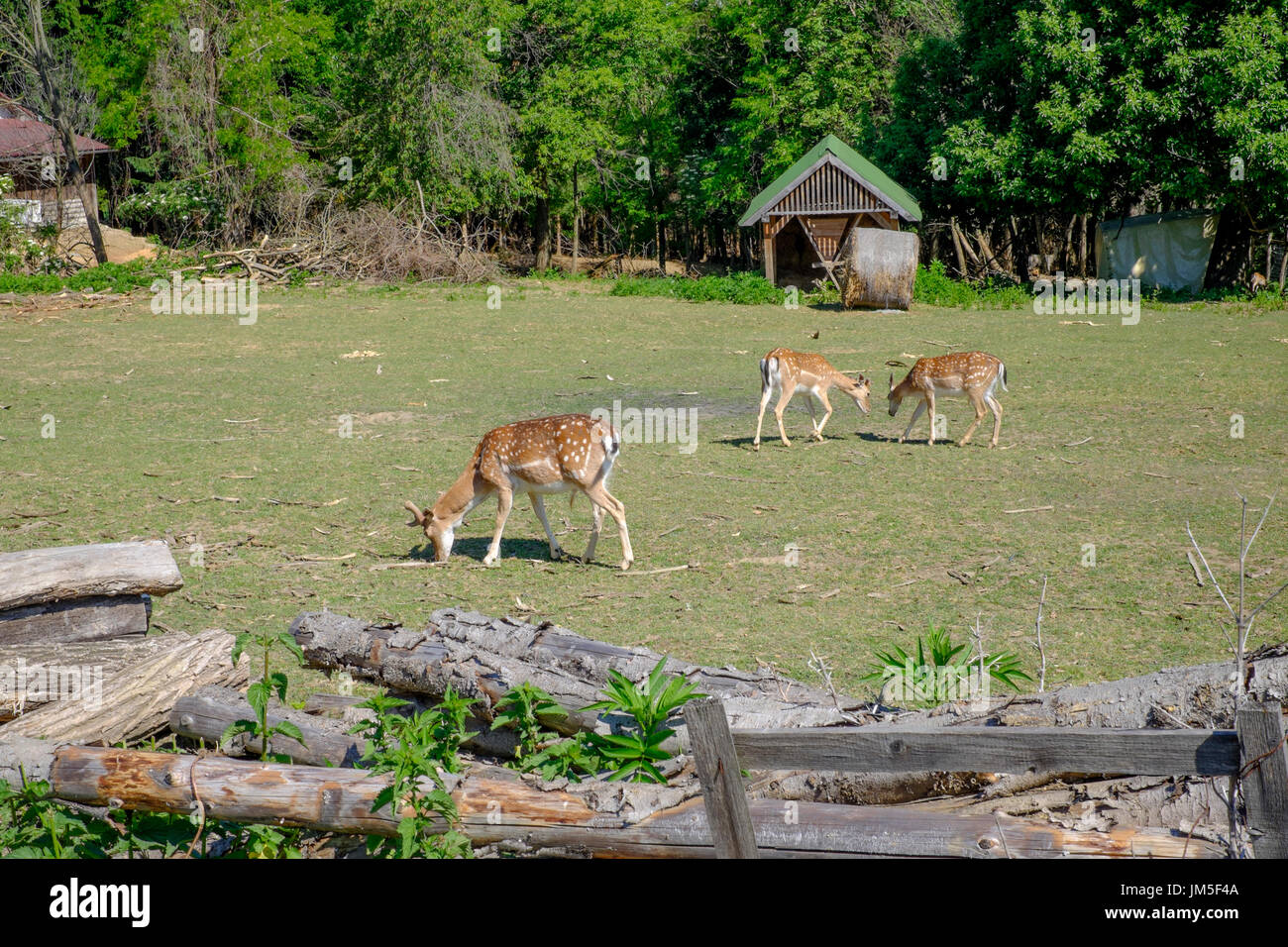 Deer house field hi-res stock photography and images - Alamy