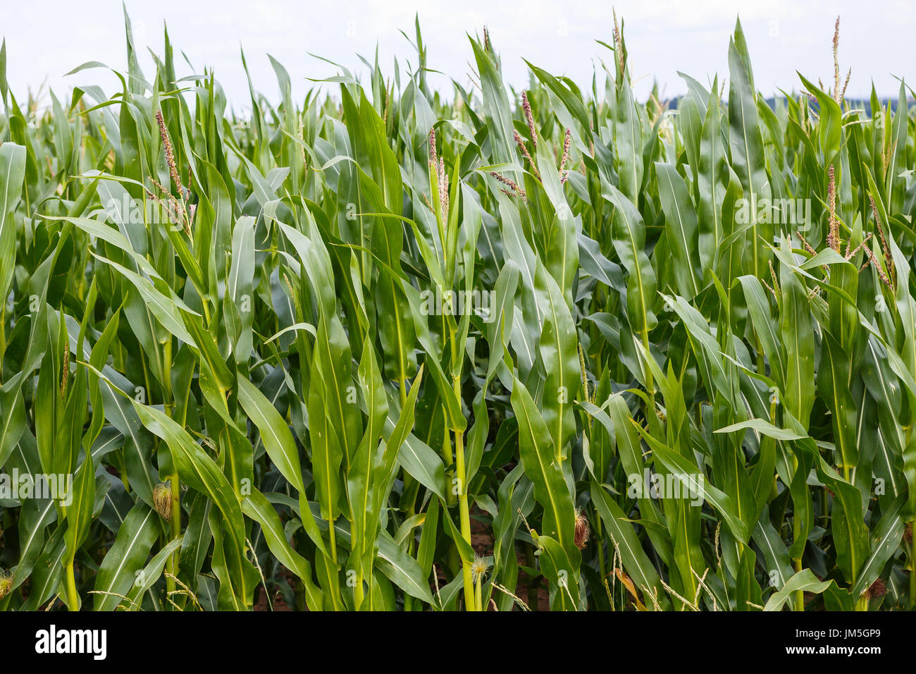 A green field of corn. Agricultural field of corn ready for harvest ...
