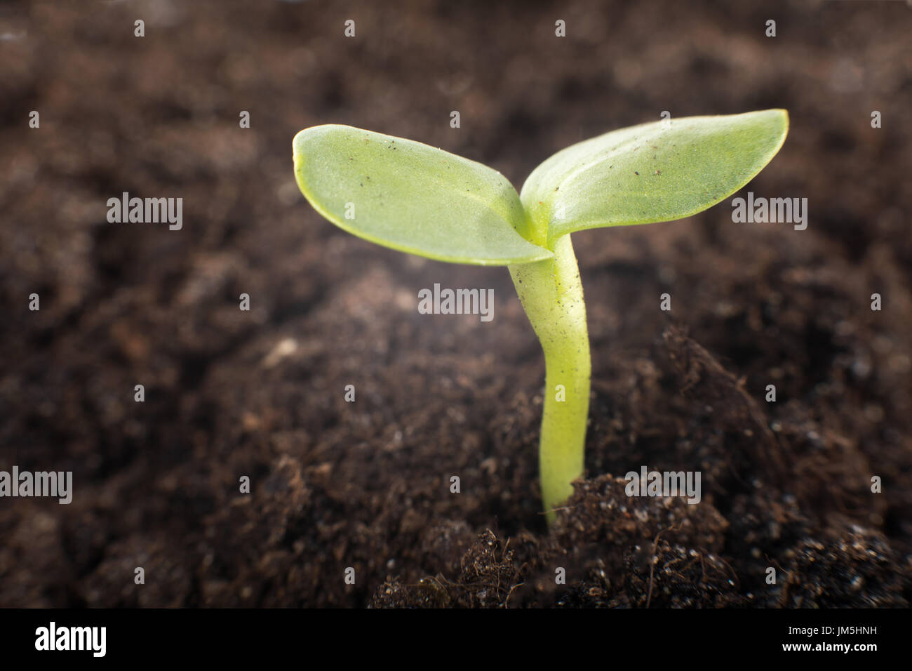 Green plant shoot sprouted through black soil, viewed in close-up with ...