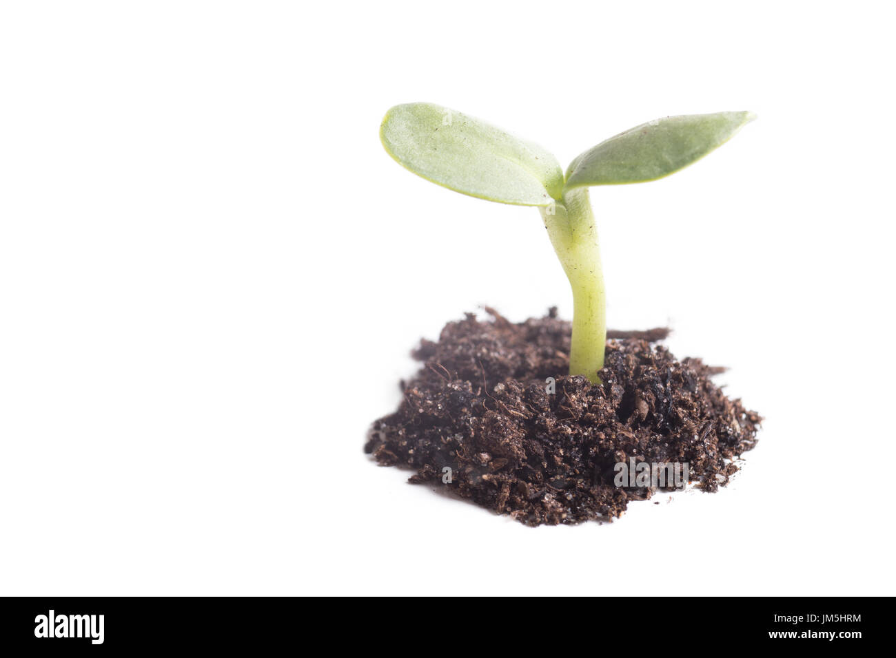 Young green plant growing in pile of soil, close-up view isolated on ...