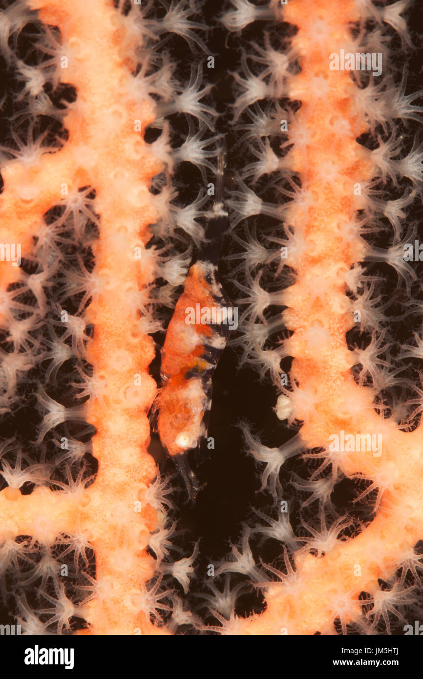 Muck diving, Lembeh Straits, Indonesia Stock Photo - Alamy