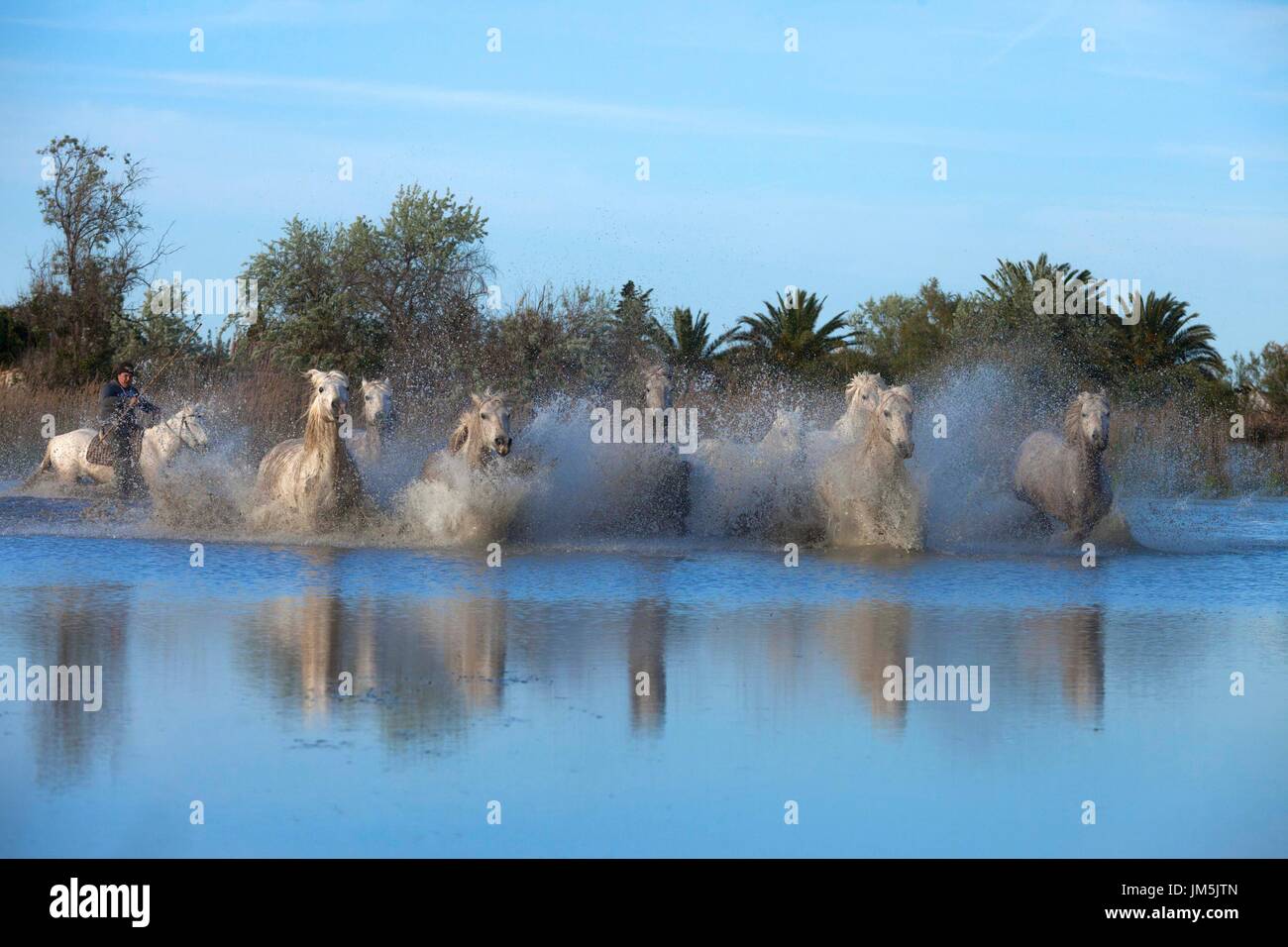 White Horses Camarque, France Stock Photo - Alamy