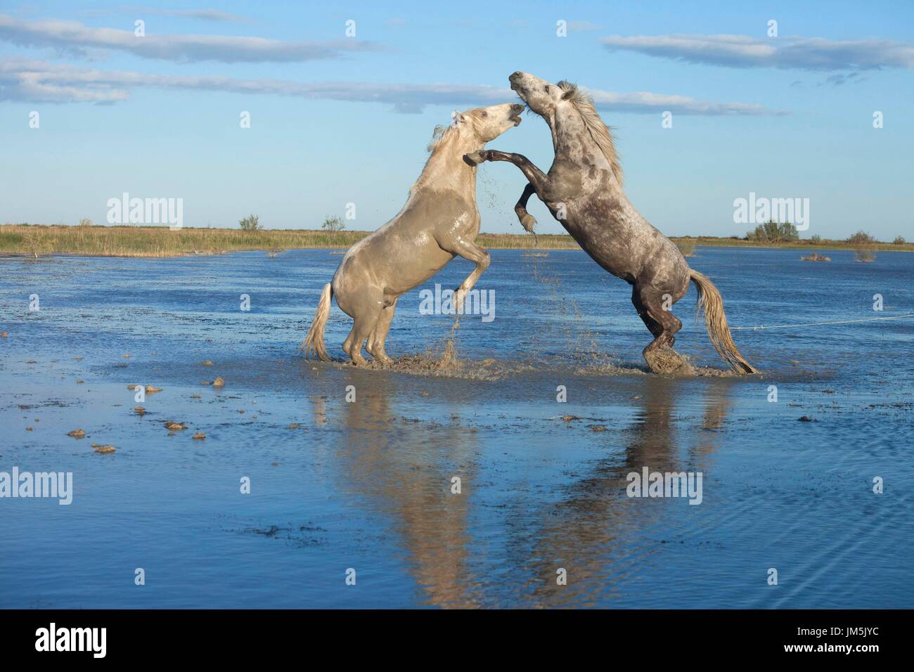 White Horses, Camarque, France Stock Photo - Alamy