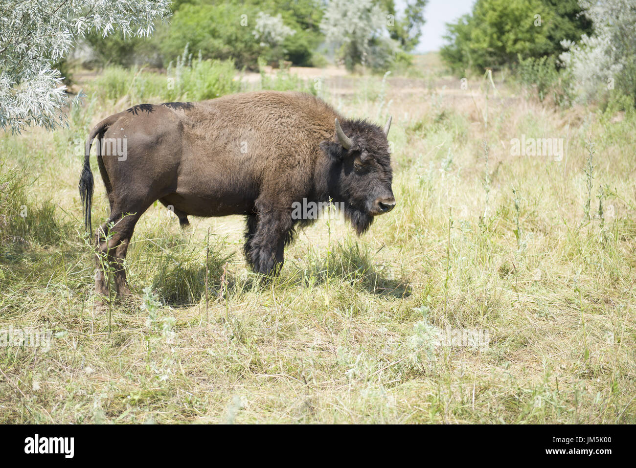 American bison (Bison bison Stock Photo - Alamy