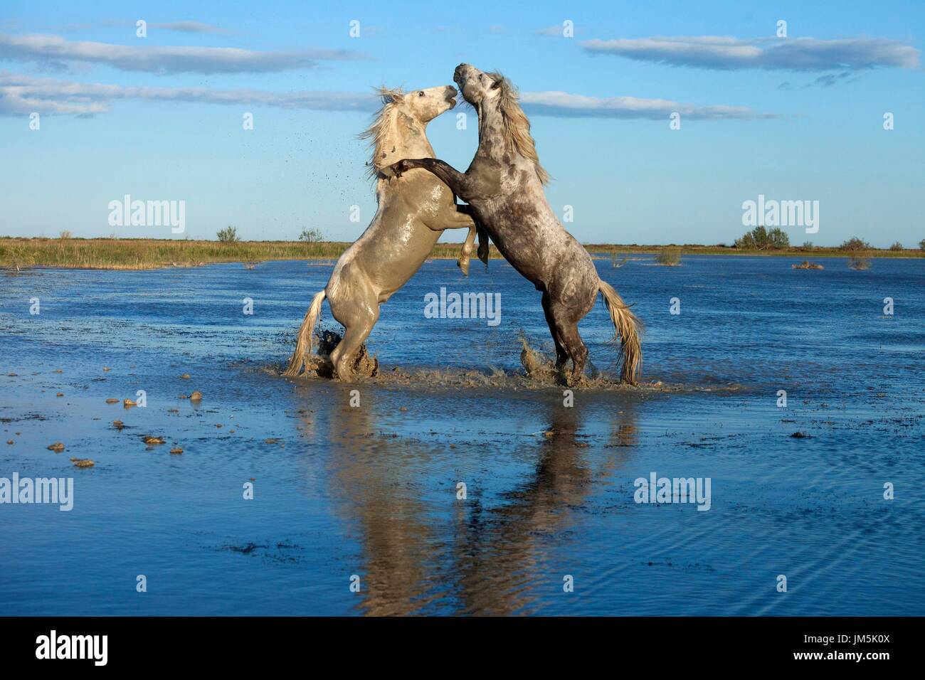 White Horses, Camarque, France Stock Photo - Alamy