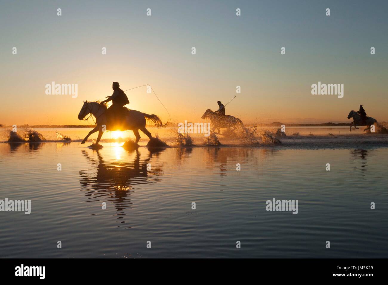 White Horses Camarque, France Stock Photo - Alamy