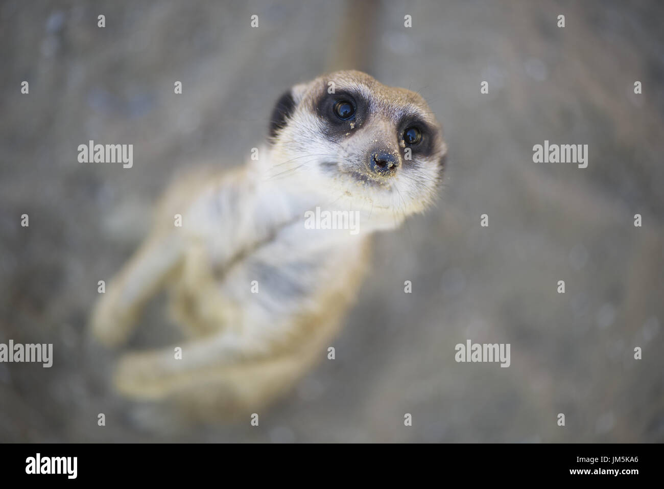 Portrait suricate hi-res stock photography and images - Alamy