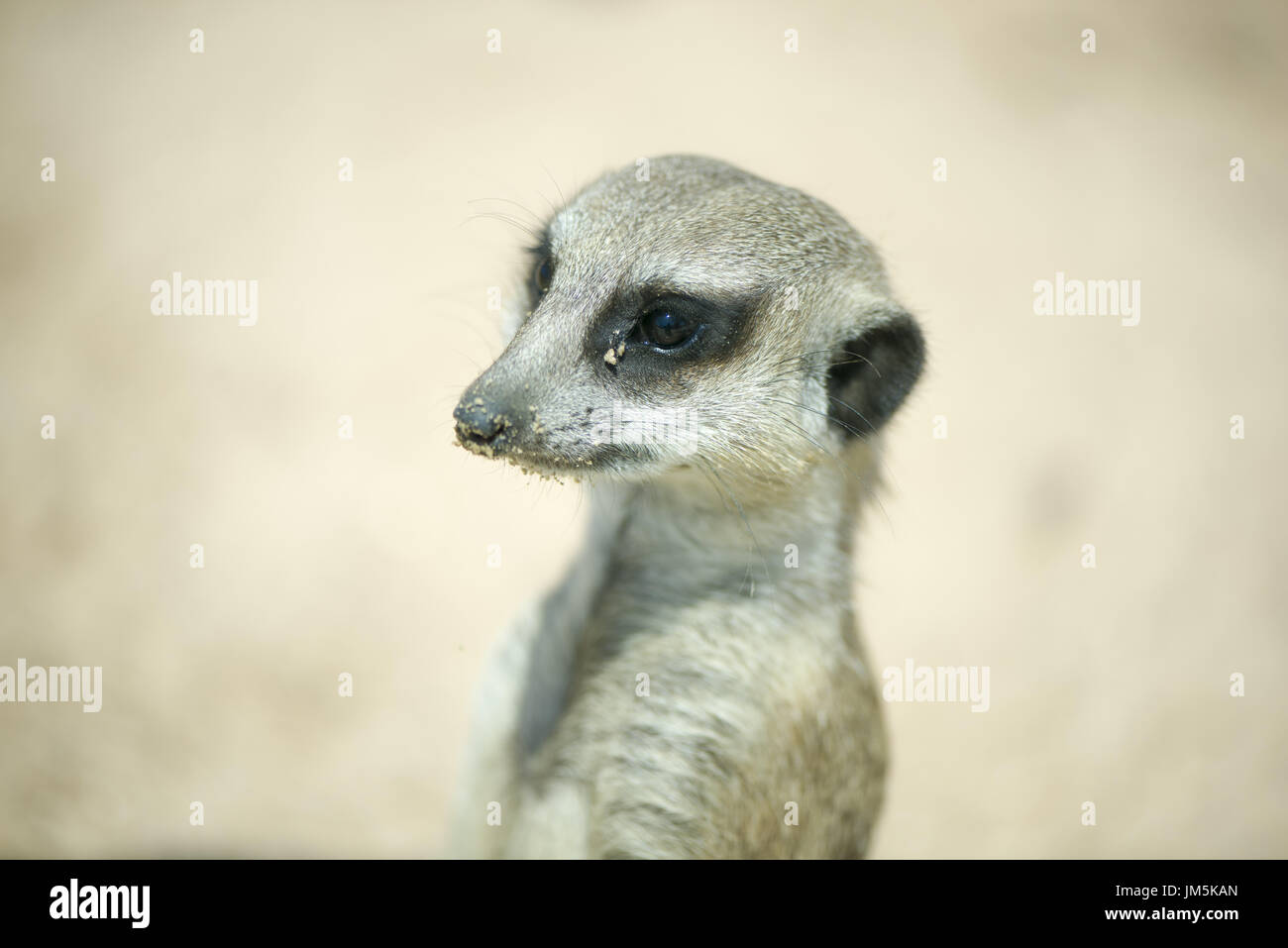 Portrait suricate hi-res stock photography and images - Alamy