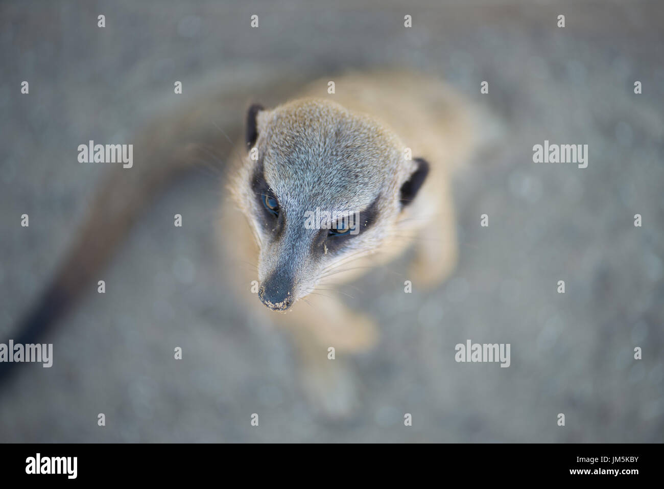Portrait suricate hi-res stock photography and images - Alamy