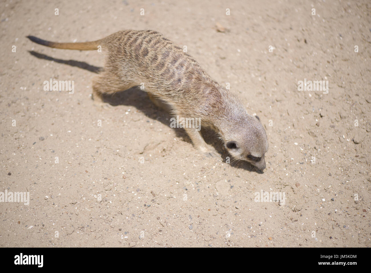 Slender tailed meerkat suricate hi-res stock photography and images - Alamy