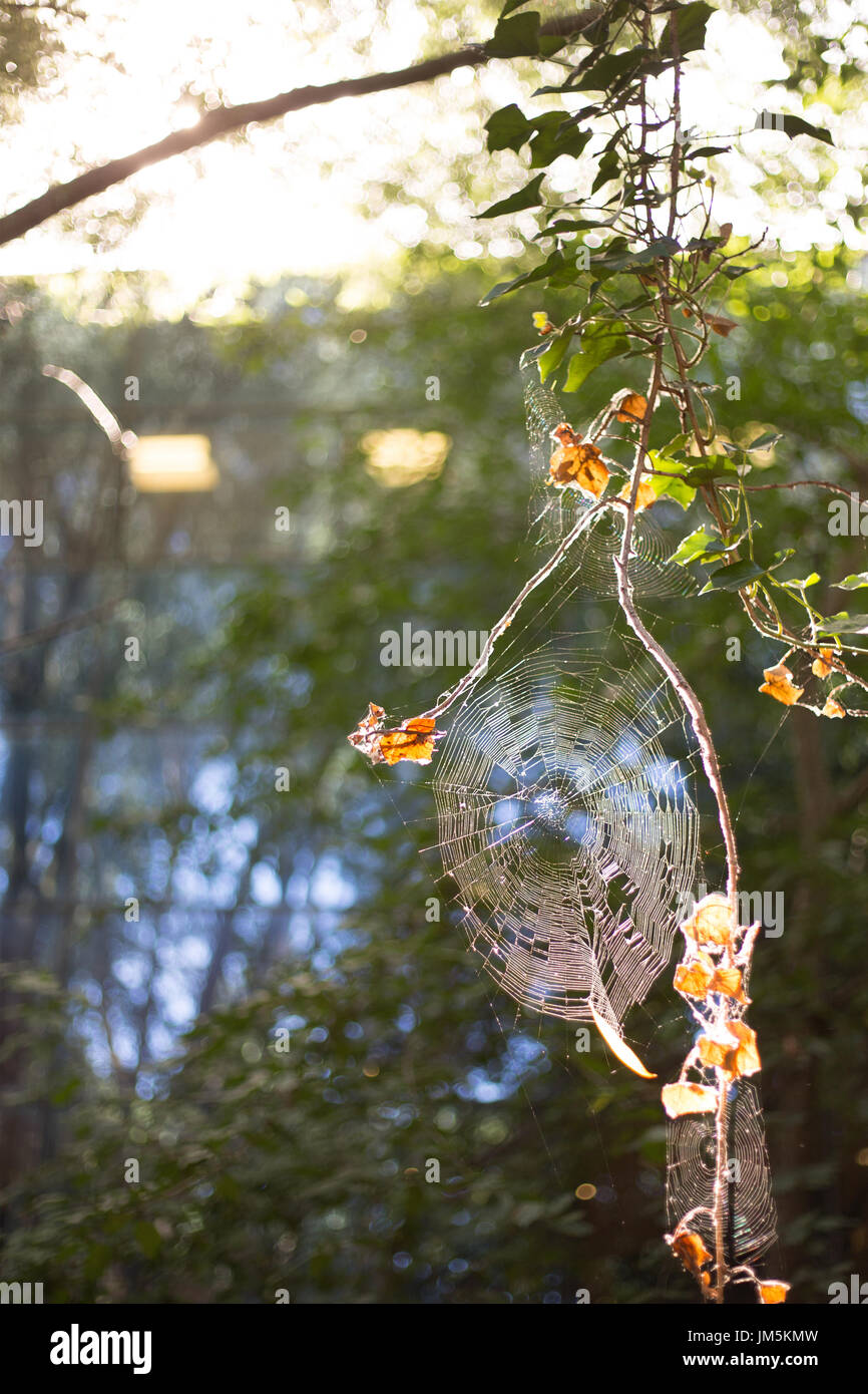 Strong back hi-res stock photography and images - Alamy